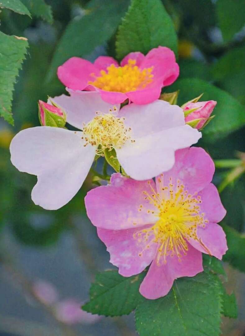 Wild Prairie Rose + Bumblebee - Alicia Hauff Studio