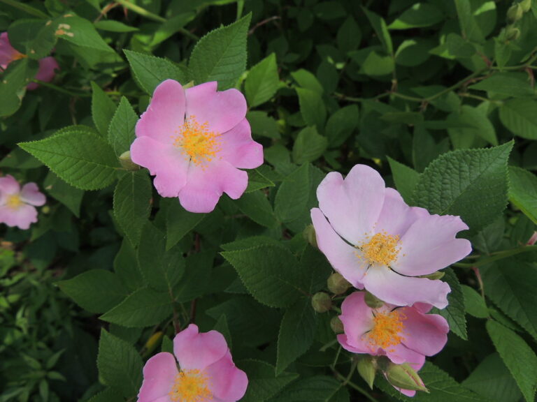 “Prairie Rose, Symbol of Vitality” - Alicia Hauff Studio