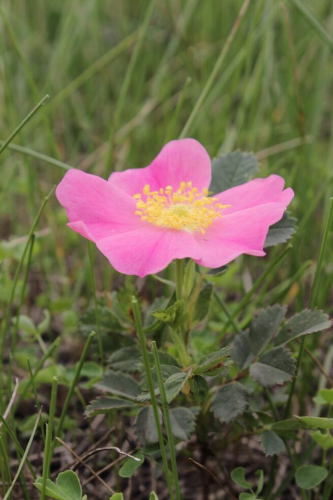 “Prairie Rose, Symbol of Vitality” - Alicia Hauff Studio