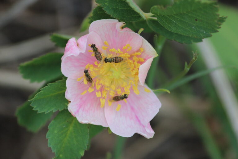 “Prairie Rose, Symbol of Vitality” - Alicia Hauff Studio