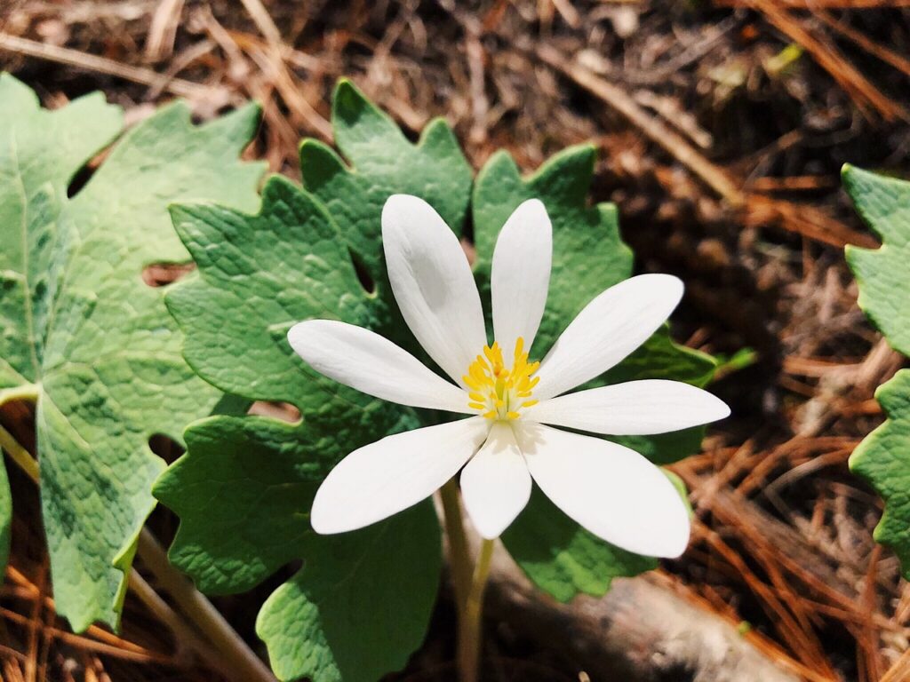 Bloodroot Fine Art Print - Framed - Alicia Hauff Studio